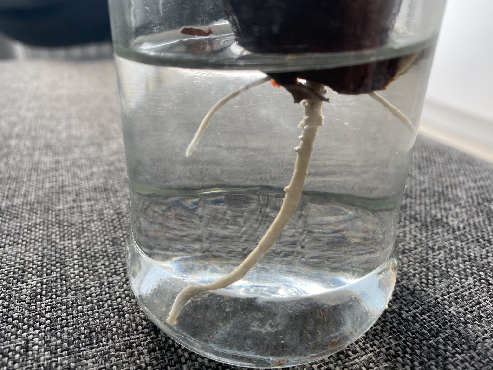 Jak zasadzić awokado z pestki – domowa przygoda, która wciąga na lata ...